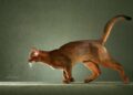 Top 10 Most Athletic Cat Breeds - Pet Rescue Blog