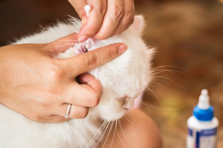 Cat Ear Infection Symptoms, Pitchers And Treatment Detailed Guide