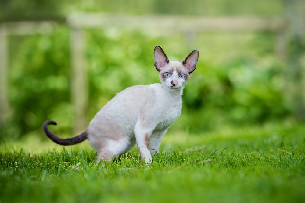 Top 10 Athletic Cat Breeds - Pet Rescue Blog