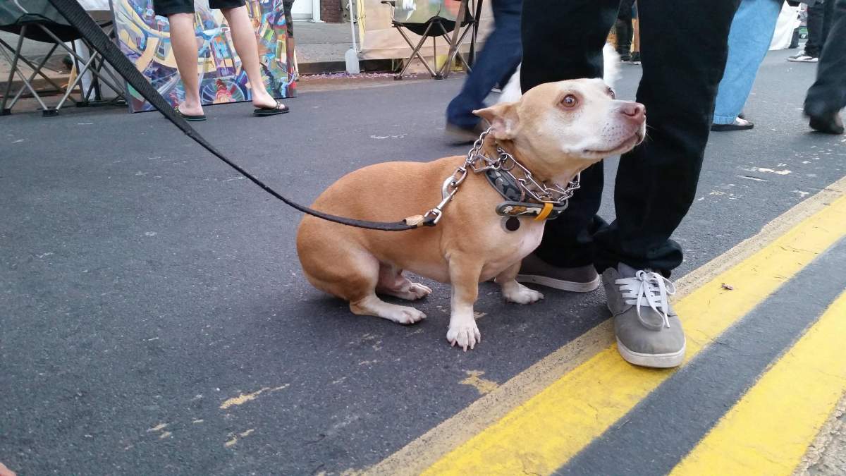 Pitbull Corgi Mix Puppies, Adoption & All | Pet Rescue Blog