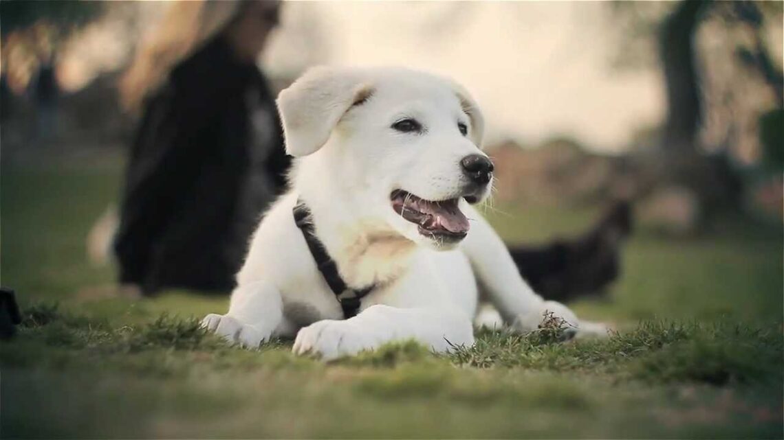 Great Pyrenees Lab Mix