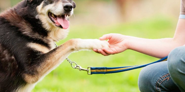 How Do Dogs Communicate? - Pet Rescue Blog