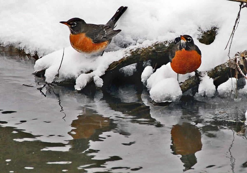 Birds In Winter: How Do Birds Stay Warm In The Winter?