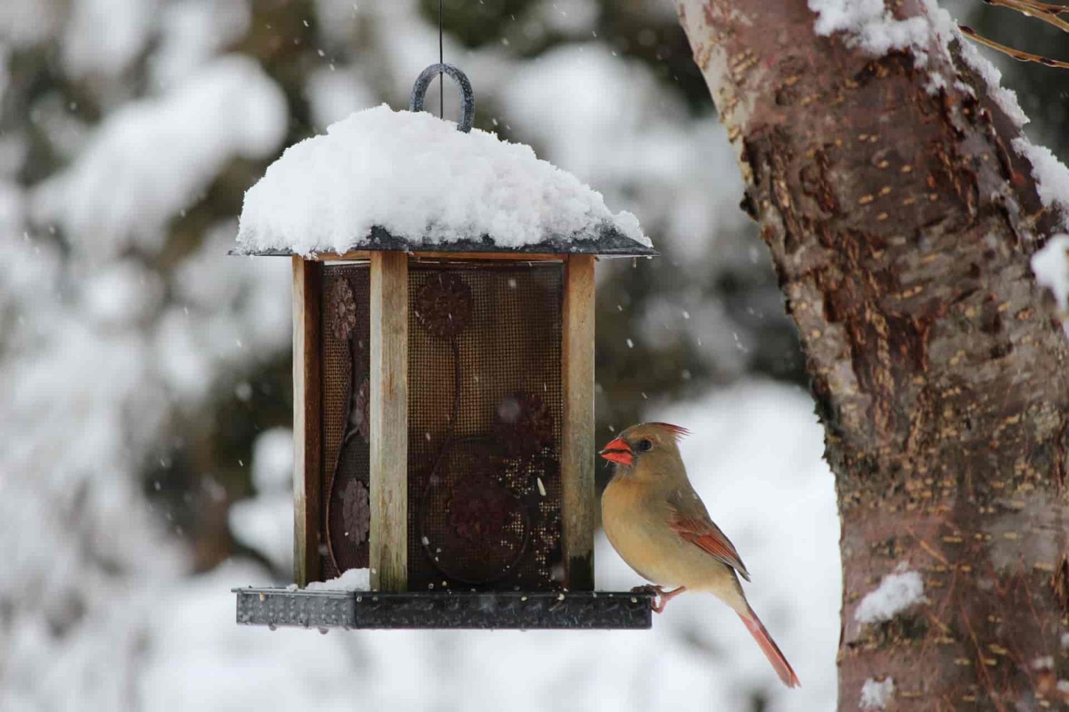 Birds In Winter: How Do Birds Stay Warm In The Winter?