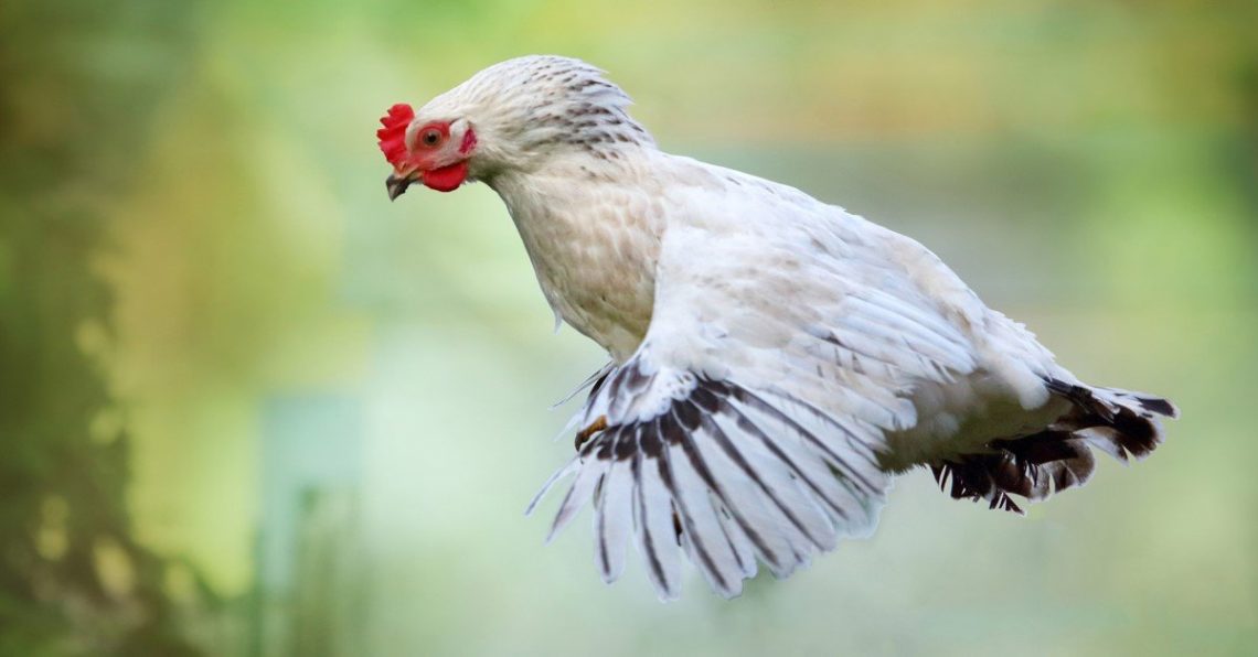 Prevent Flying In Chickens By Trimming Wings