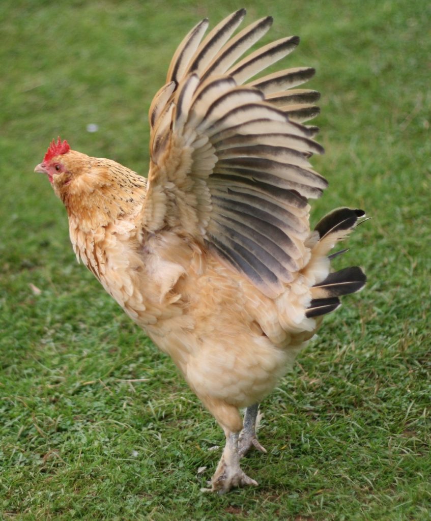 Prevent Flying In Chickens By Trimming Wings