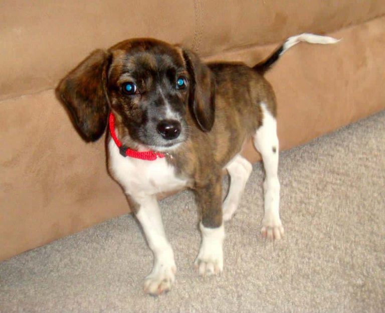 Rat Terrier Mix Breeds: Discover 27 Options For You