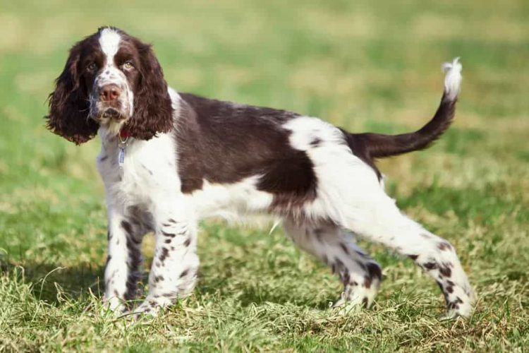 Rat Terrier Mix Breeds: Discover 27 Options For You