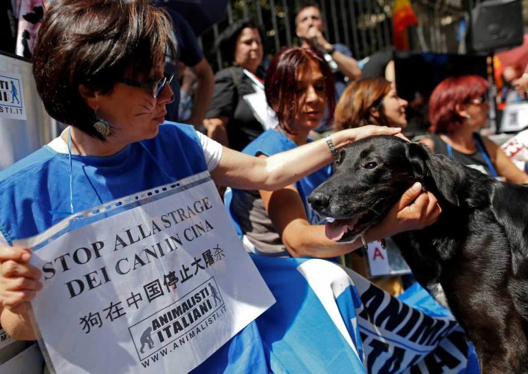 What Is The Yulin Dog Meat Festival & When Did It Begin?