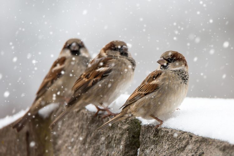 Birds In Winter: How Do Birds Stay Warm In The Winter?