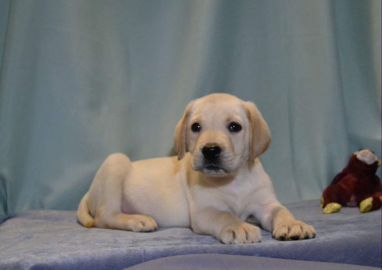 Short Haired Golden Retriever: Myth Vs Reality