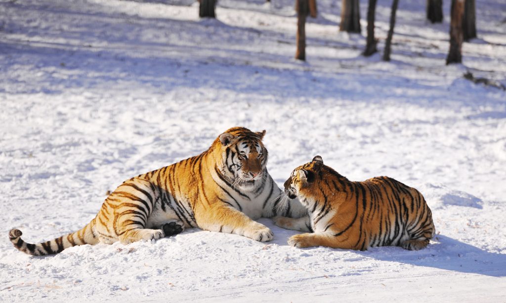 The Reproductive Behavior Of The Tiger