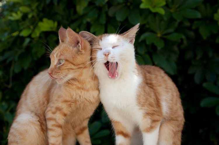 All About Tortoiseshell Cats