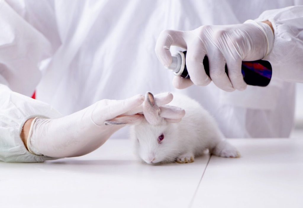 Why Are Rabbit Vaccinations Important?