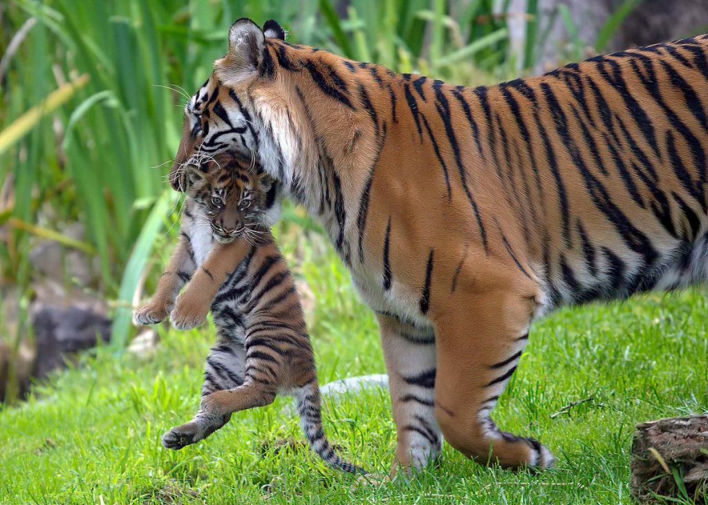 The Reproductive Behavior Of The Tiger