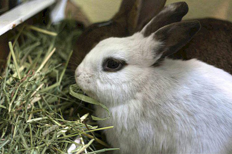 What Do Rabbits Eat? A Quick Guide To The Leporine Diet