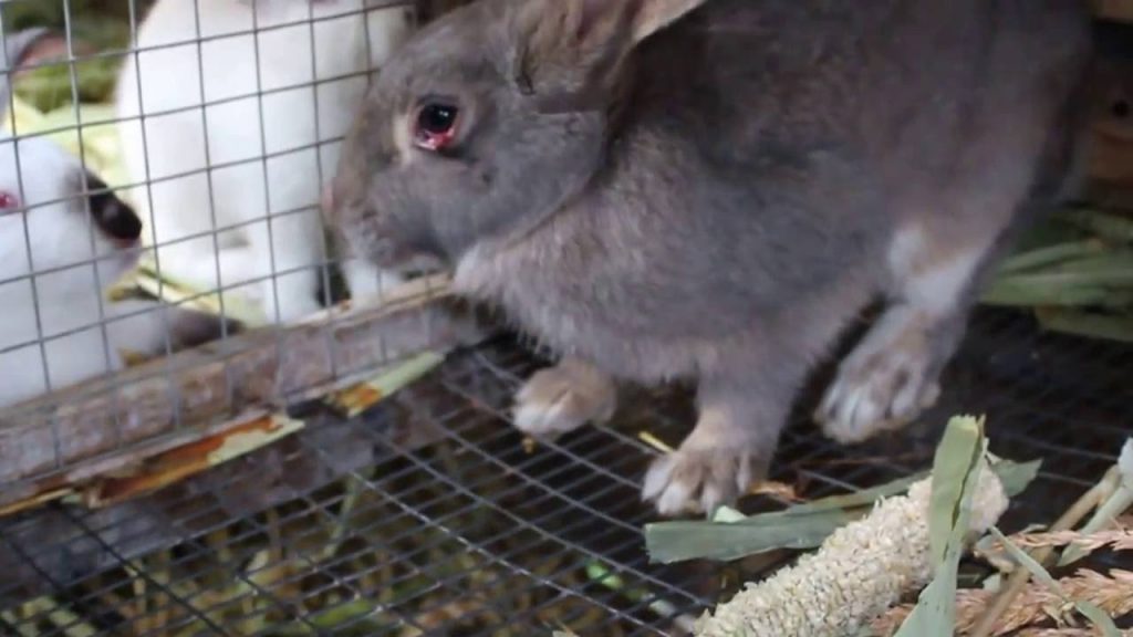 Coccidiosis In Rabbits