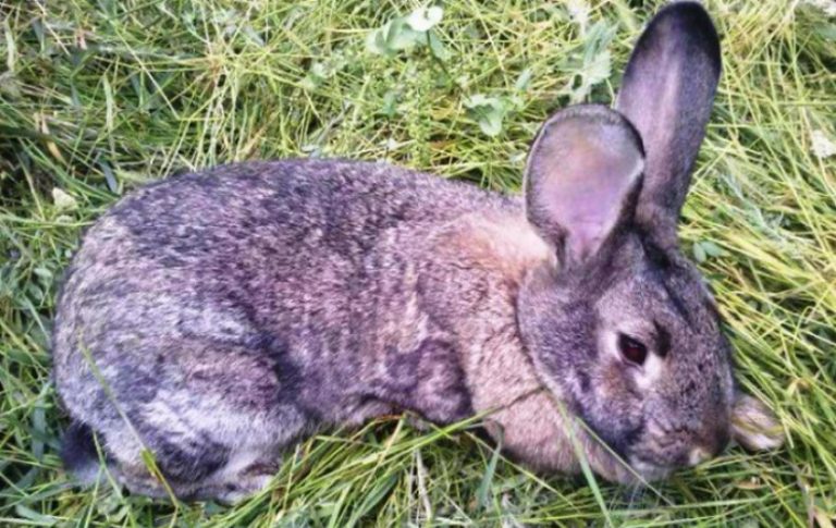Coccidiosis In Rabbits