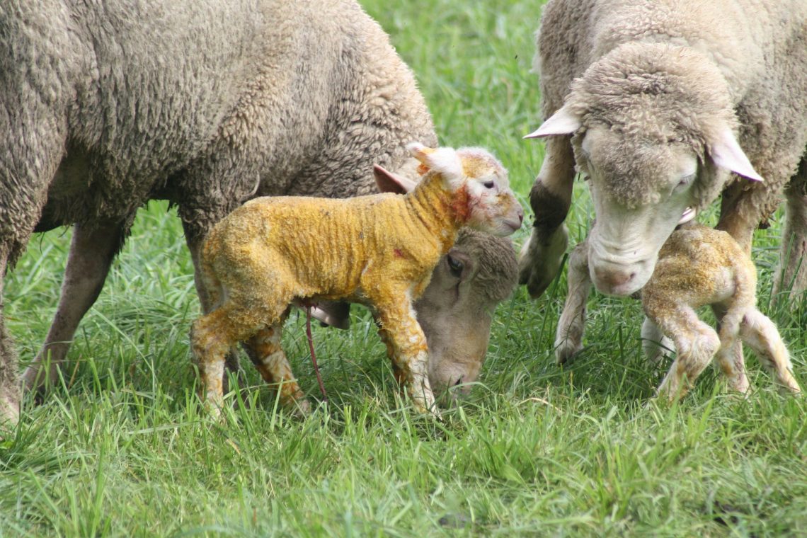 Sheep: Birth Of A Lamb Or Lambs