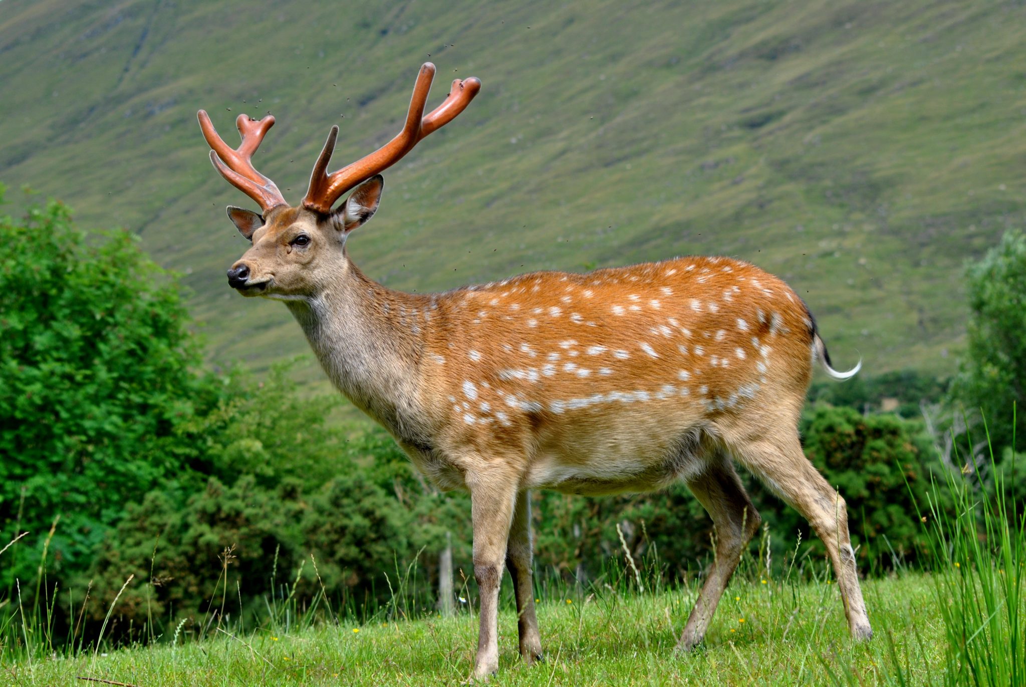 The 10 Sweetest Animals In The World