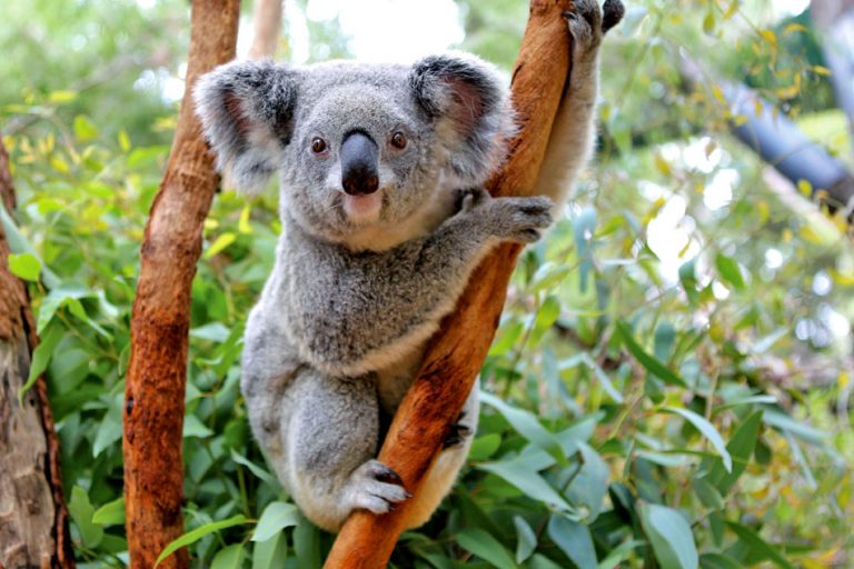 The 10 Sweetest Animals In The World