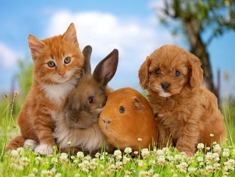 The 10 Sweetest Animals In The World