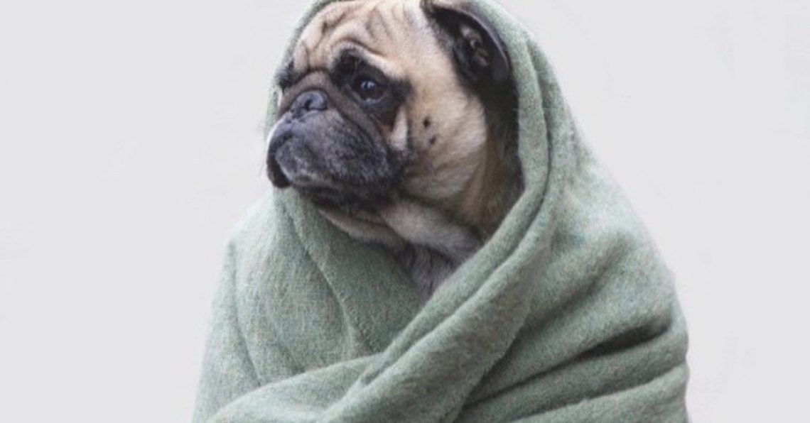 How To Cool Your Pugs At Night