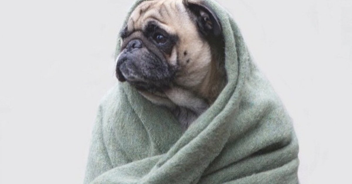 How To Cool Your Pugs At Night