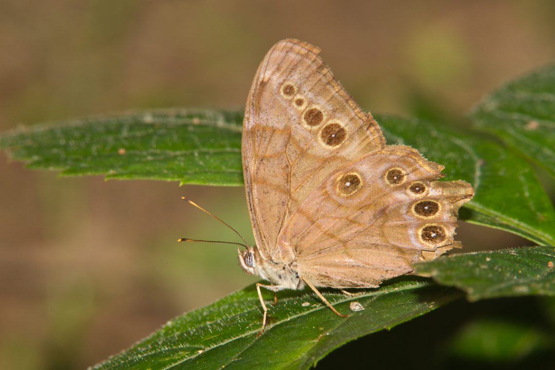 The Differences In The Butterflies Sand Eyes