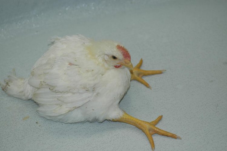 Snot In Chickens: Recognizing And Treating The Disease