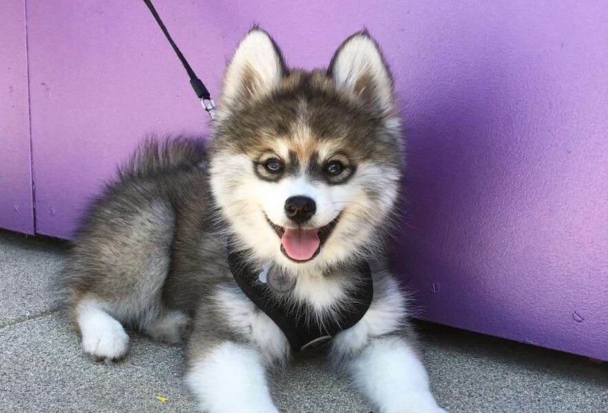 What Is A Pomsky - The Ultimate Guide