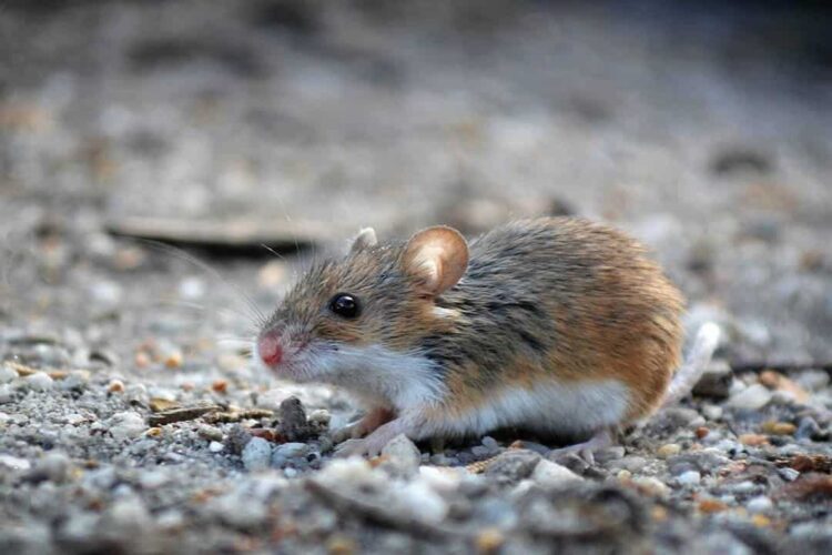 The Endangered Pygmy Mouse