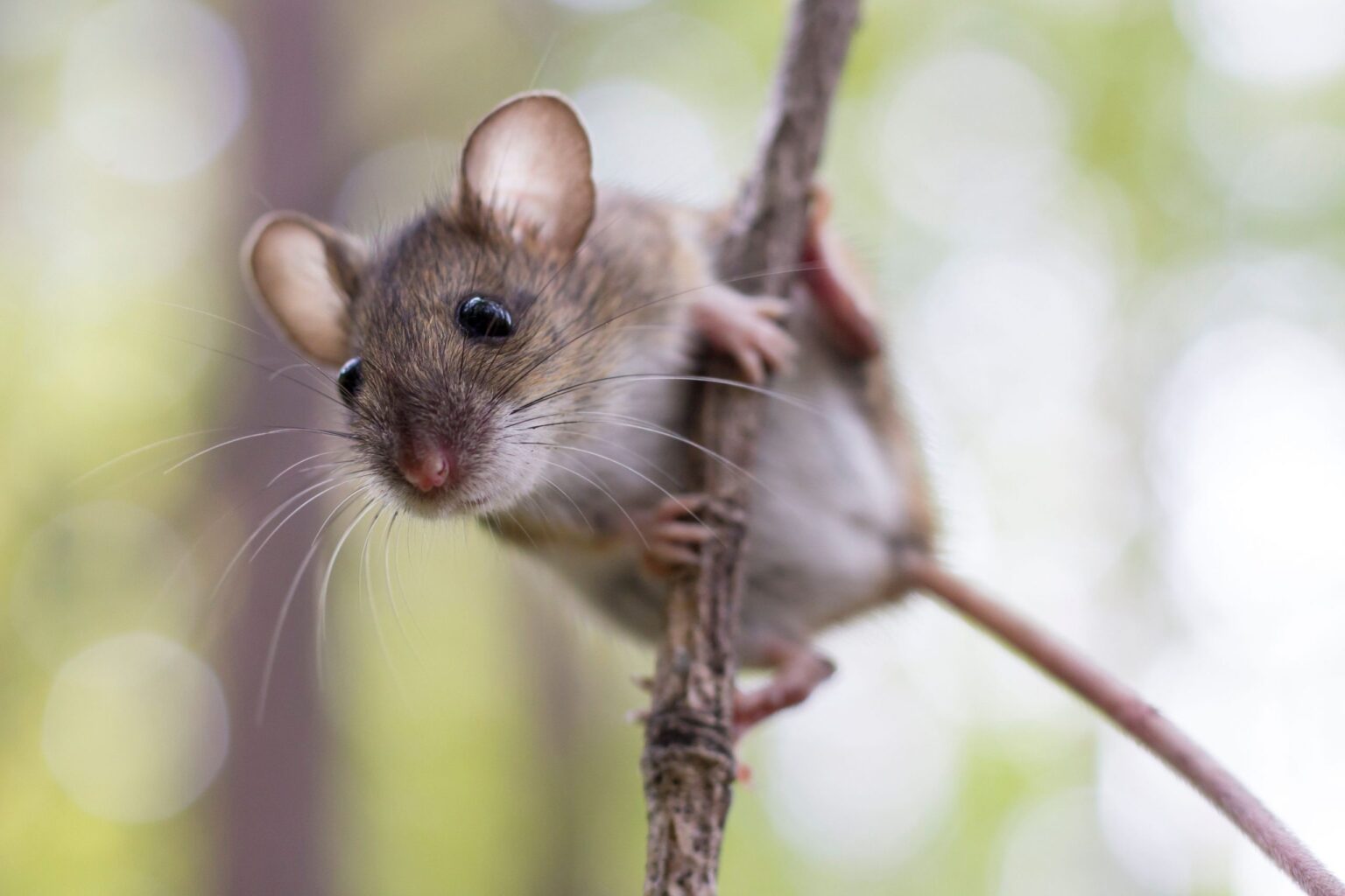 The Endangered Pygmy Mouse
