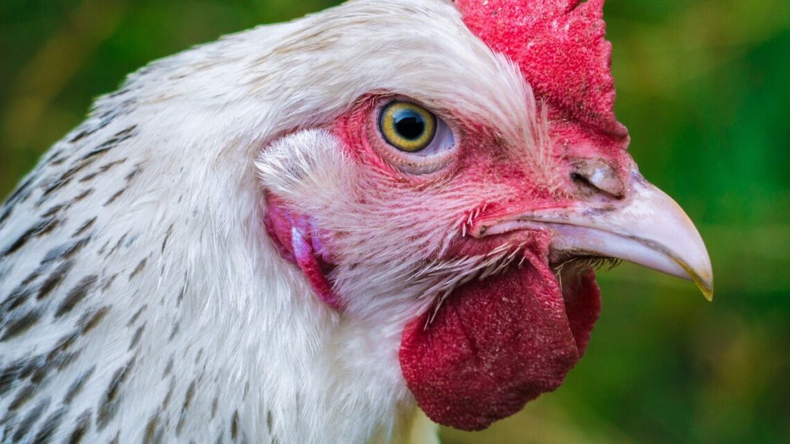Infectious Coryza Or Acute Snot In Chickens