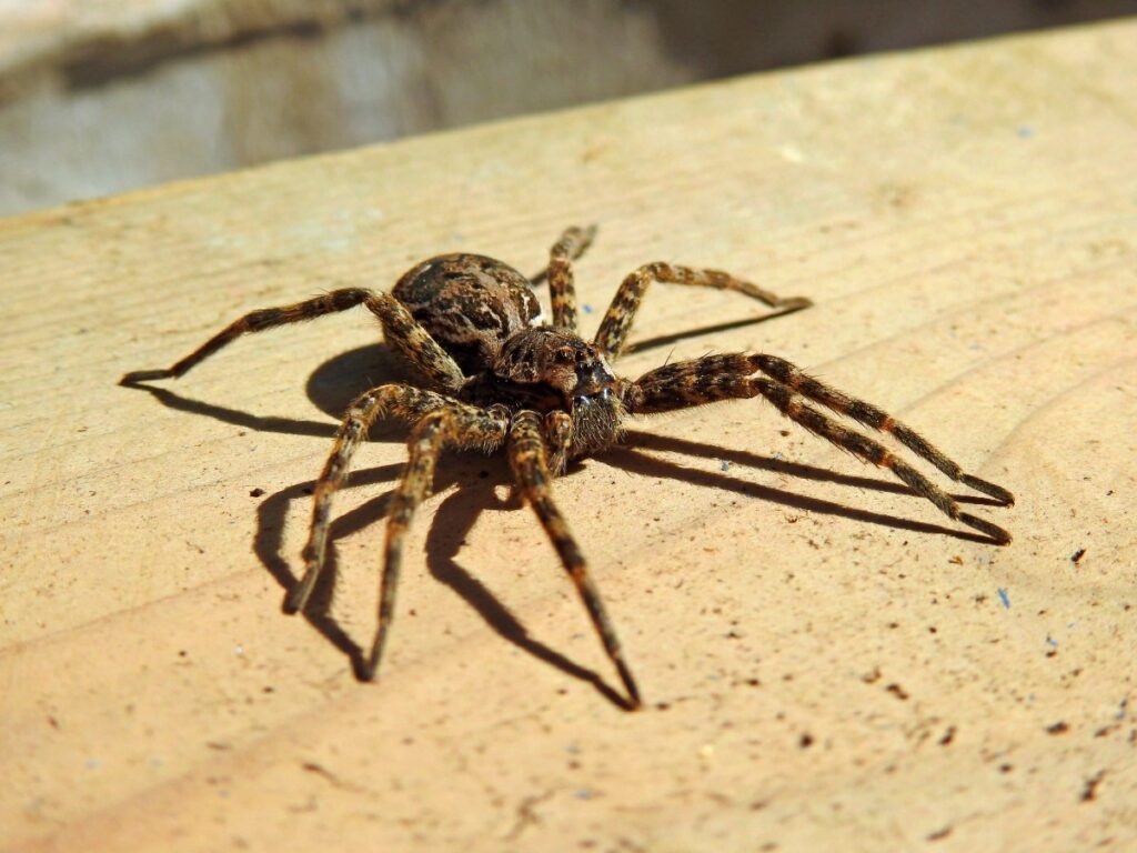 Wolf Spiders 101: Understanding Their Habits And Habitat