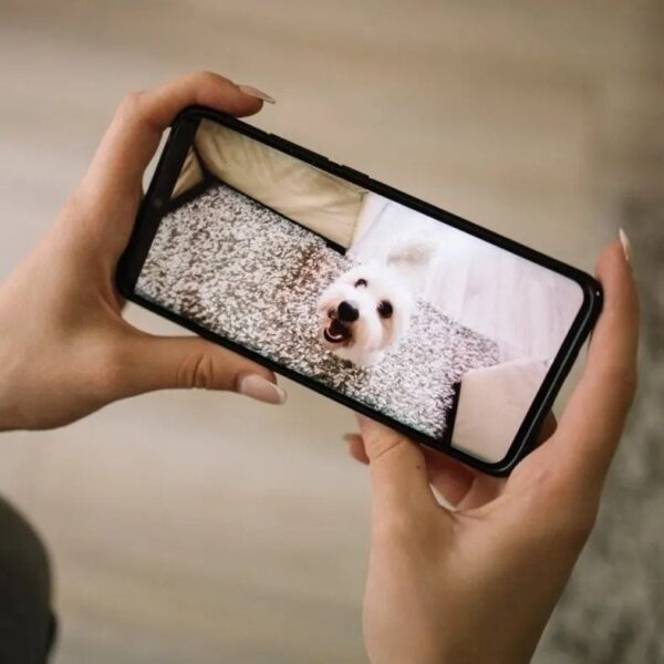 How To Keep An Eye On Your Pet Using Dog Camera | PRB