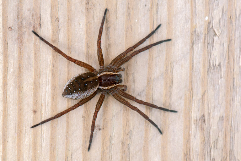 Wolf Spiders 101: Understanding Their Habits And Habitat