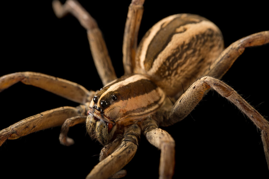 Wolf Spiders 101: Understanding Their Habits And Habitat