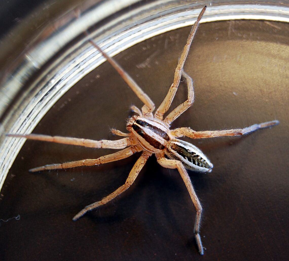Wolf Spiders 101: Understanding Their Habits And Habitat