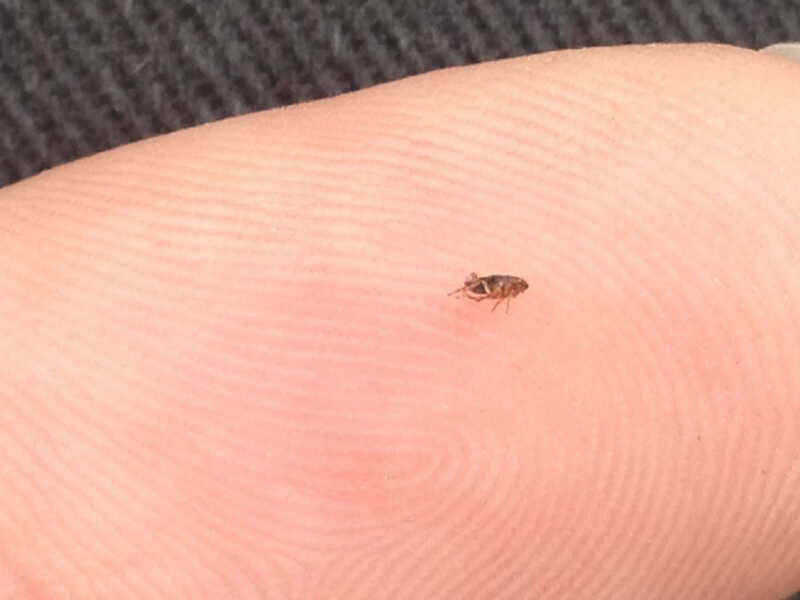 Biting Fleas On The Floor