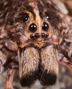 Wolf Spiders 101: Understanding Their Habits And Habitat