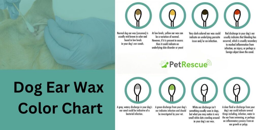 Dog Ear Wax Color Chart