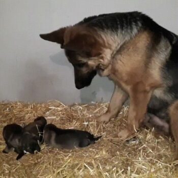 Baby German Shepherd Puppy - An Adorable Pet