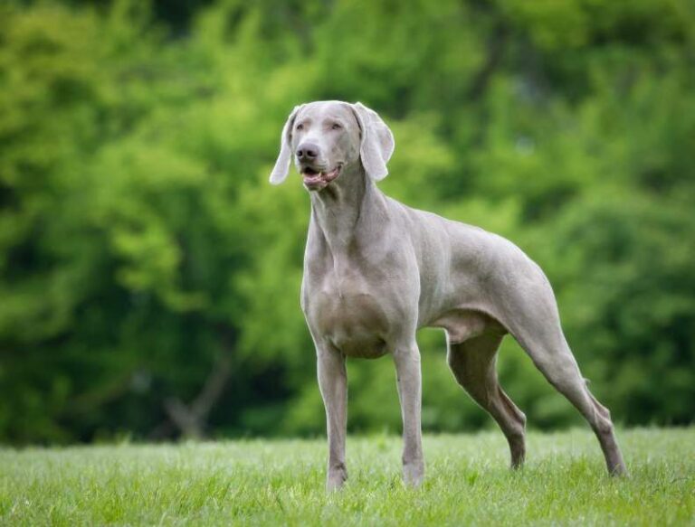 Weimaraner Pitbull Mix Personality And Puppies