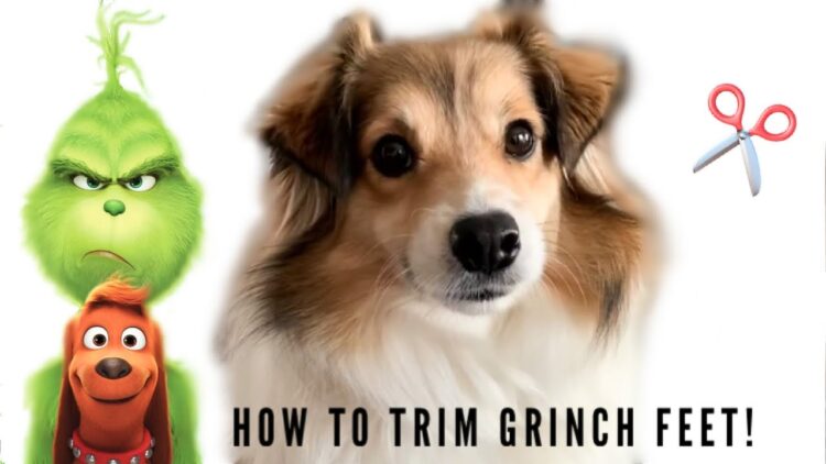 Does Your Dog Have Grinch Feet?