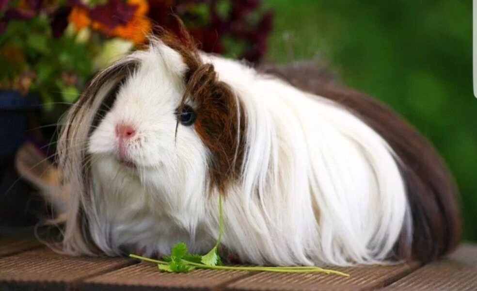 Guinea Pig Breeds: What Are The Various Types? - PRB