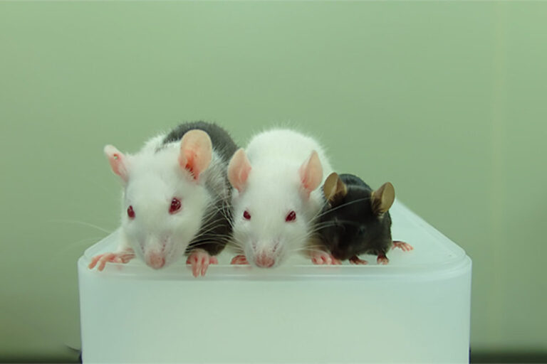 Different Types Of Rats And Their Habits | Pet Rescue Blog