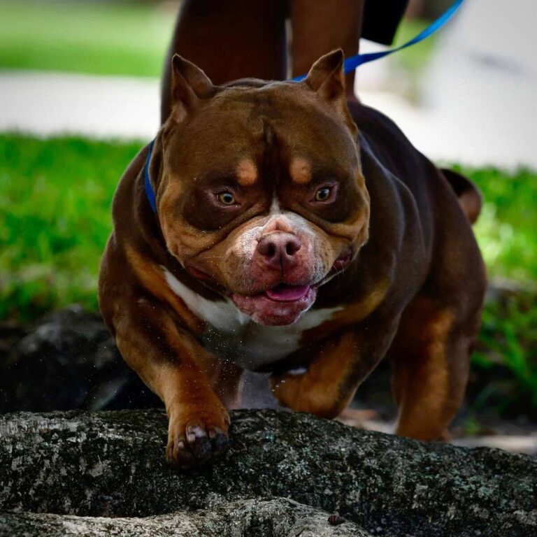 The Ultimate Comprehensive Guide On Micro Bully Dog Breed