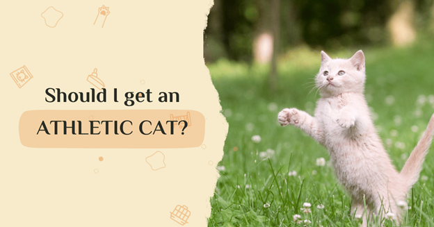Should I Get An Athletic Cat?