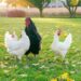 11 Best Chicken Breeds That Lay Blue Eggs